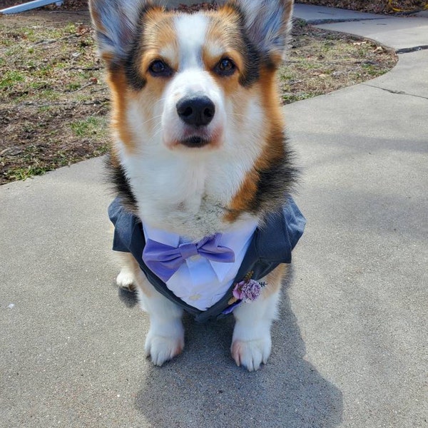 Sleeveless Dog Tuxedo, Black White Shirt Dog Tuxedo, Dog Wedding Attire ...