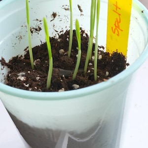 Grow Baggie Ready to Go Fast Germination Seed Kit Includes - Etsy