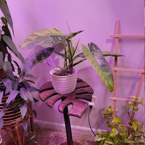 Monstera Table, Plant Stand, Side Table, Monstera Plant Stand, Indoor ...