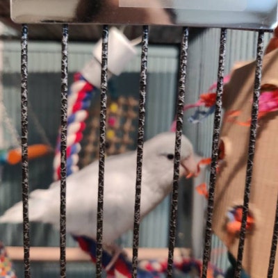 Foraging Fun Box by Cheep Thrills Bird Toys - Etsy