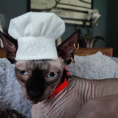 Chef Hat for Cats - Etsy