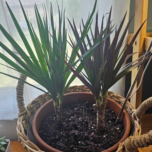 Dragon Tree Plant With Pot | Easy Beginner Plant | Perfect Plant Gift ...