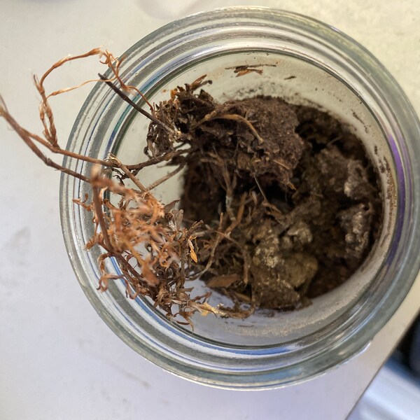 The Pink Koshu Grapes of Japan (yamanashi ) > 7 Fresh Seeds , Already ...