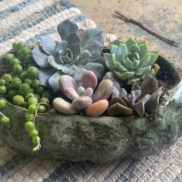 Premium Large Shallow Succulent Planter Pot, Ceramic With Decorative ...