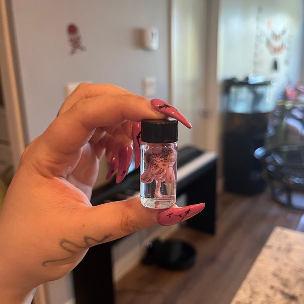 Real Cute PINK Cuttlefish in a Jar, Wet Specimen, Squid, Tentacles ...