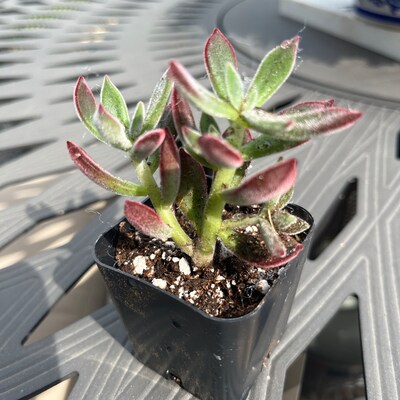 Fuzzy Echeveria Pulvinata Devotion Ruby Slippers Succulents Plants 2 ...