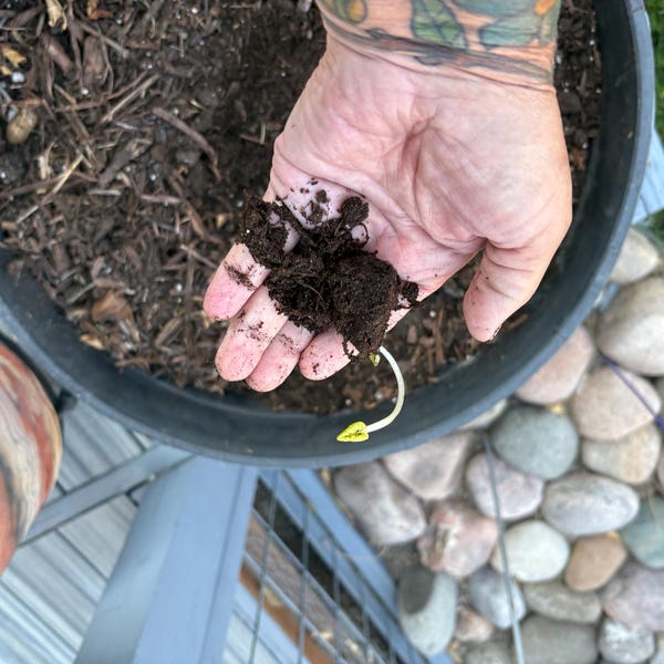Redbud Shrub - Organic 2 Yr Old | Dormant | Pollinator | Stricking Pink ...