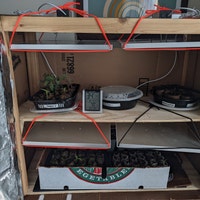 Cold Hardy Chili Pepper Seeds - Capsicum Flexuosum, Aka February Fire ...