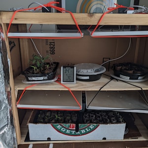 Cold Hardy Chili Pepper Seeds Capsicum Flexuosum Aka - Etsy Canada