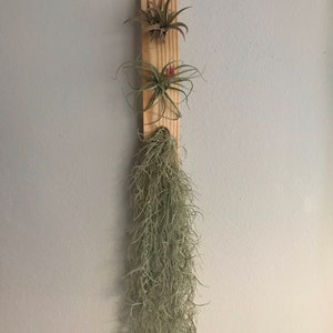 Wall Mount Diamond Planter With Saucer Geometric Wall | Etsy