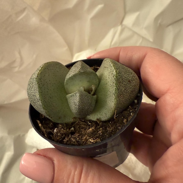 6" Hanging Glass UFO Capsule Plant Orb/terrarium - Etsy