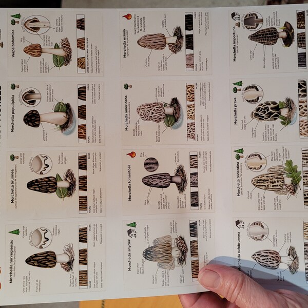 Pacific Northwest Morels Poster (large) 16x20in - Etsy