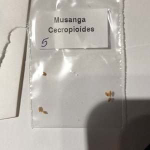 Musanga Cecropioides 5 Seeds Corkwood or Umbrella Tree | Etsy