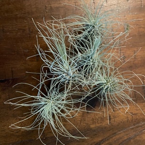 Tillandsia Stricta Iridescent Air Plants - Etsy