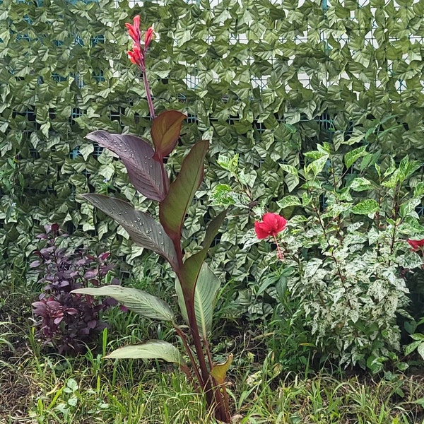 Canna Lily Bulbs Dark Redpurple Musifolia Large Tropical Plant W Red Flowers Garden Patio