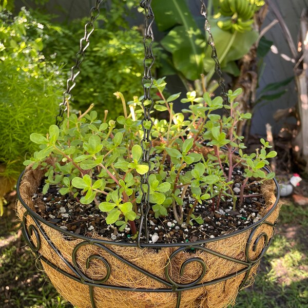 New Color IRADA Unrooted Cuttings Portulaca Grandiflora - Etsy