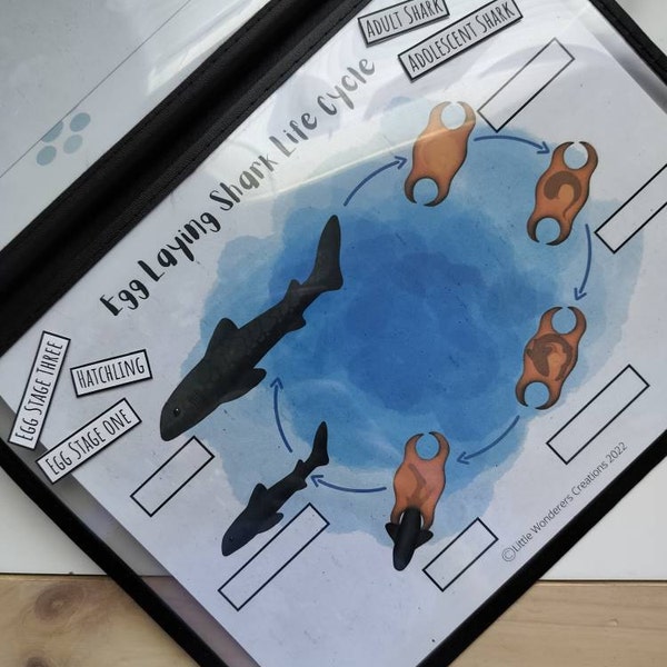 Ocean Habitat Busy Book Activity Printable - Sea Life, Biome, Preschool ...