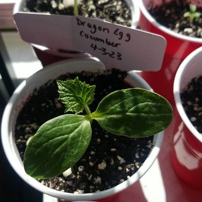 10 Dragons Egg Cucumber Seeds Fresh Delicious Unique Specialty - Etsy