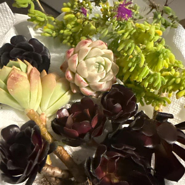 Beautiful Succulent: Dicrocaulon Ramulosum (l.bolus) Ihlenf Purple ...