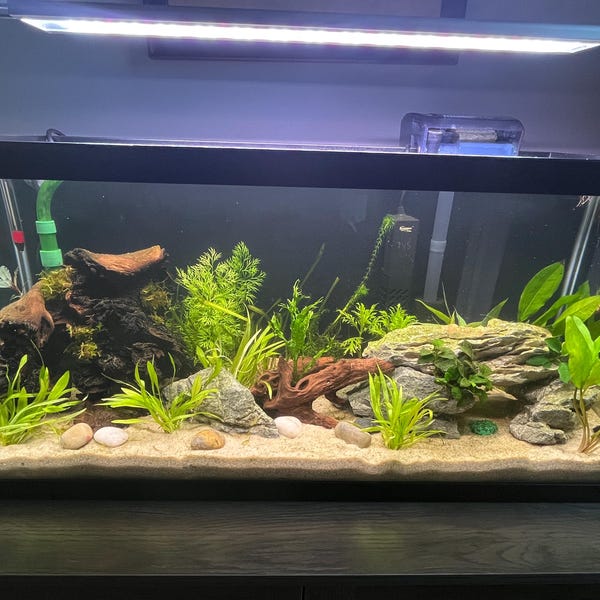 Finnex Stingray Original LED Light Riser, Attractive Stable Elevated ...