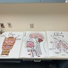 Anatomy & Physiology SLP Labeled Posters Set of 3 Speechie Educational ...