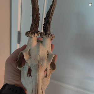 Fallow Deer Skull From Central Europe Fallow Deer dama - Etsy