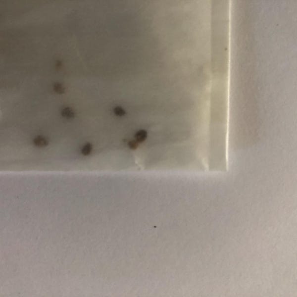 Cascade Blue 100 Rock Cress Seeds {aubrieta Hybrida Superbissima ...