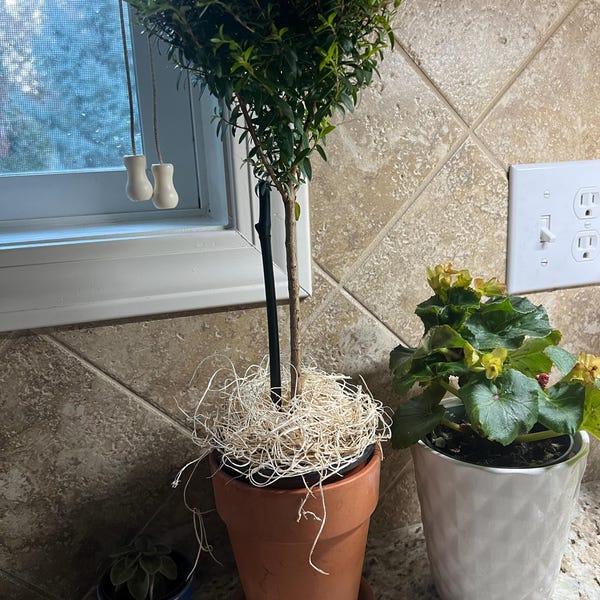 LIVE 6” Pot Ivy Plant, Hedera Helix, Plant Gift for Home, Dad Christmas ...