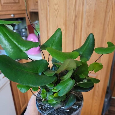 RS Ariel African Violet Live Plant, Young Starter in a 4 Pot Plant ...