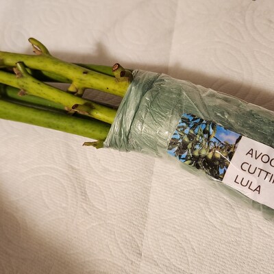 5 Rollinia Deliciosa Seeds Biriba Rollinia Mucosa Rare Tropical Fruit ...