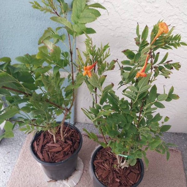 Live Texas Privet/ Ligustrum Japonicum Texanum - Etsy