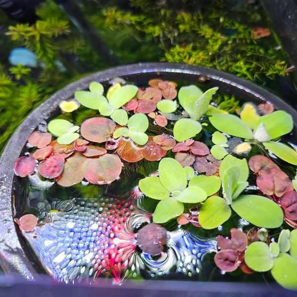 Combo 5 Dwarf Water Lettuce + 5 Red Root Floaters Live Floating Aquatic ...
