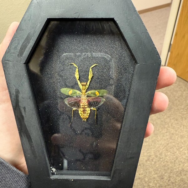 Real Giant Atlas Beetle Insect Framed Dead Bug Oddities Curiosities ...