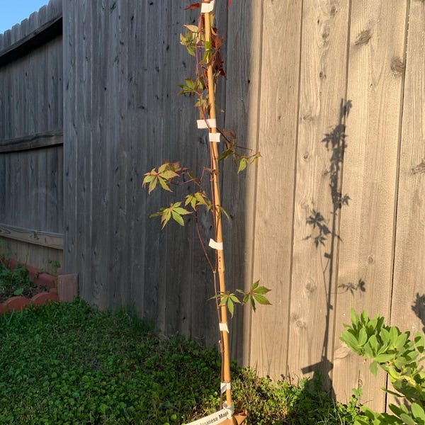 Bloodgood Japanese Maple 18/24" in an ABP Container - Etsy