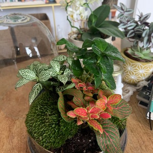 Terrarium Sam Calathea With Light DIY Bottle Garden Kit - Etsy