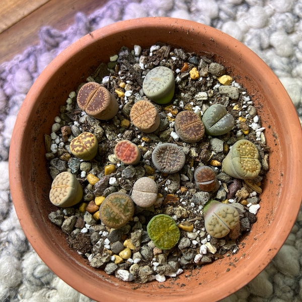 20 Seeds Lithops Aucampiae Mix / Freshly Harvest 20 Premium Quality ...