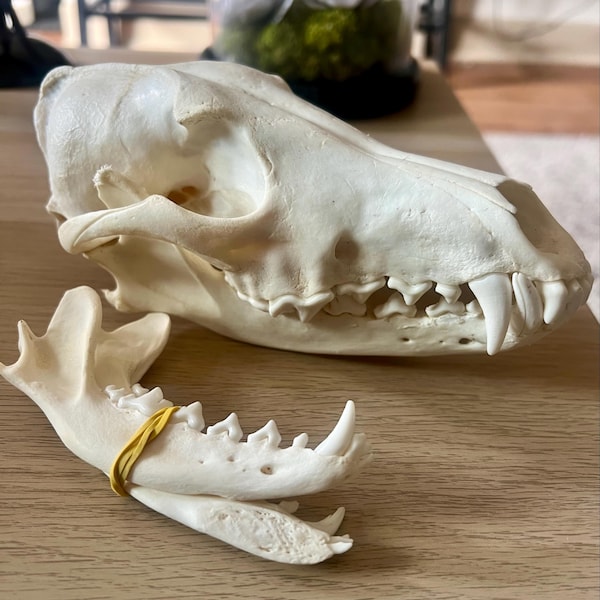 10 Natural or Dyed Snowshoe Rabbit Front Feet Fly Tying Lures Jigs ...