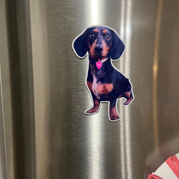Custom Pet Magnets | Cute Animal Magnets | Decorative Magnets | Dog Cat ...