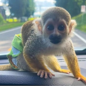 Guinea Pig Cavy Diaper With Bib / Collar Waterproof Designed - Etsy