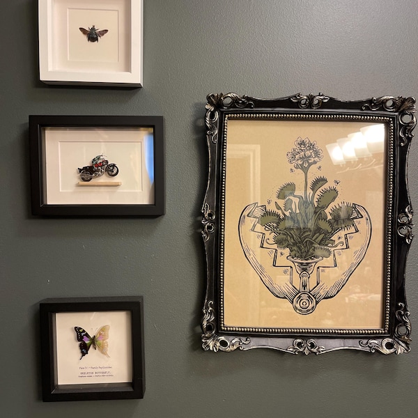 Preserved Scarab Beetle Anatomy Taxidermy Display - Etsy