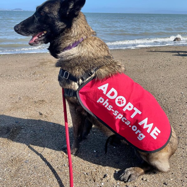5-pack Adopt Me Dog Jackets Vests With GROUP NAME or WEBSITE - Etsy