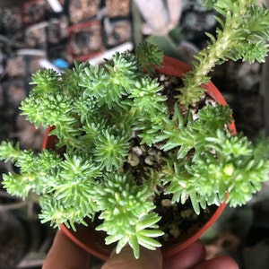 Mini Joshua Tree Succulent 4 Pot Thick and Full Sedum Multiceps Rare - Etsy