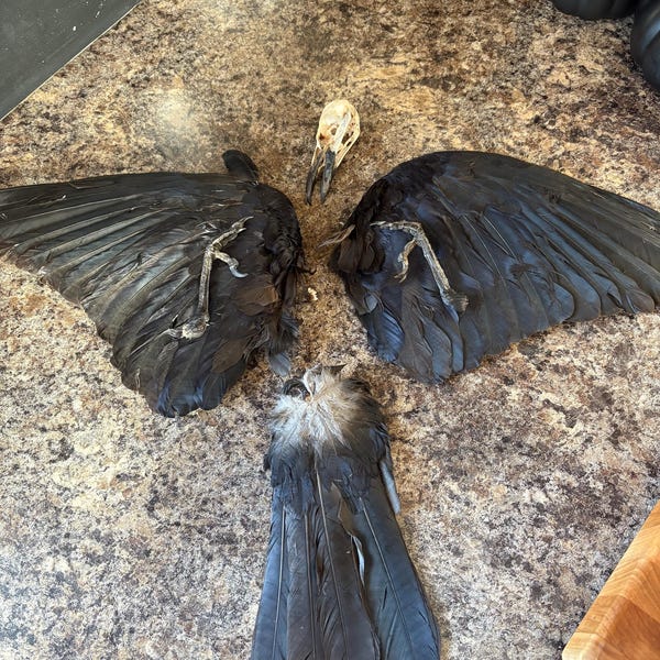 Real Crow Skull Wings Tail Feet Real Natural Carrion Rook Feathers ...
