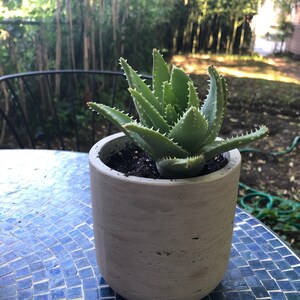 Aloe Brevifolia Alligator Crocodile Plant Rooted Young Pup FREE ...