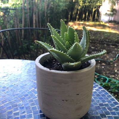 Aloe Brevifolia Alligator Crocodile Plant Rooted Young Pup FREE ...