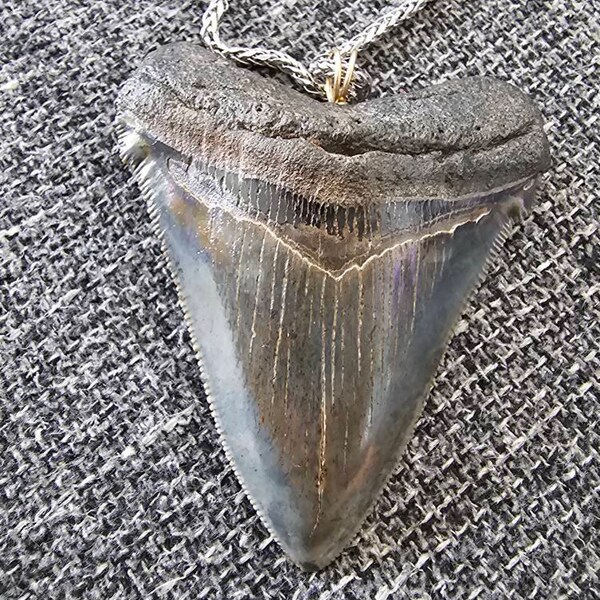 Mako Sharks Tooth Pendant BEAUTY!! Fossil Tooth Sharks Teeth Jewelry - Etsy
