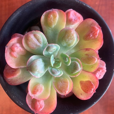 Rare Succulent Echeveria Raindrops Frills - Etsy