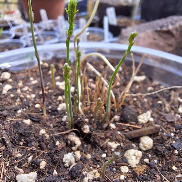 Mini Mighty Mouse Perennial Hosta. Super Cute. Starter Perennial Loves ...