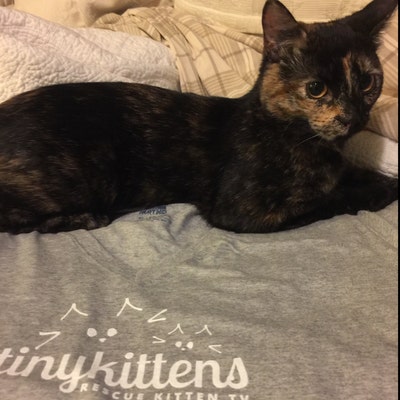 Photograph of Nano, the Tiniest Kitten for Download - Etsy