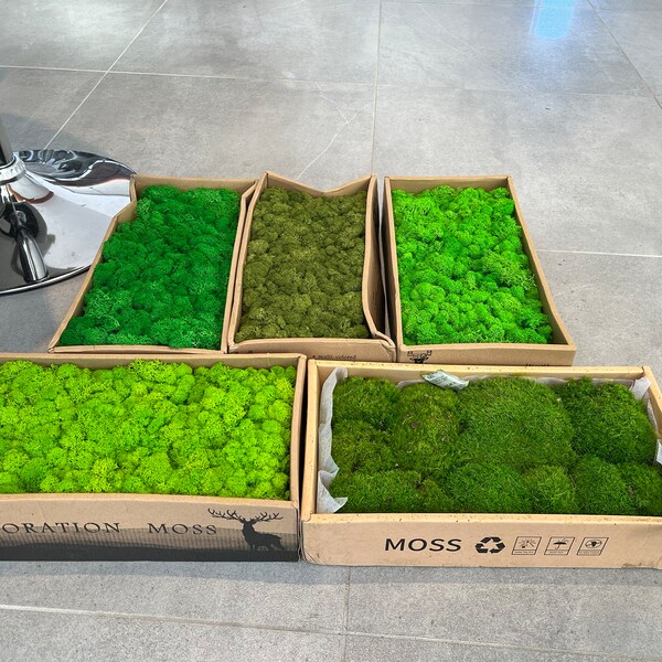 Bulk Preserved Moss Wall Art Supplies, Natural Cushion Moss,terrarium ...